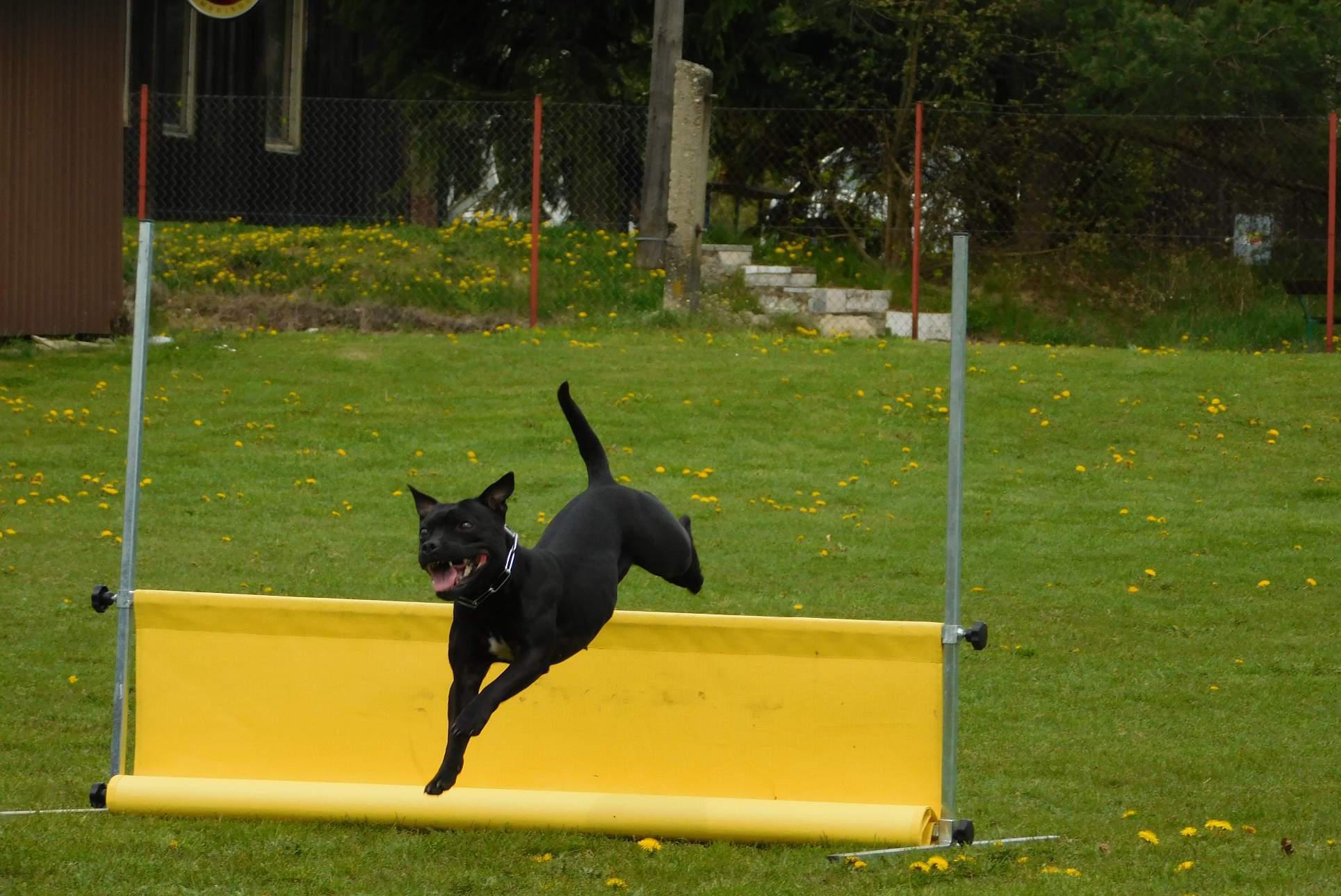 Sportovní listy | Jitrnička 2016! I malá psí plemena mají svůj velký ...
